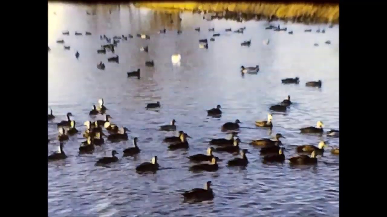 Duck Pond in Castalia, Ohio in the 1960's - YouTube