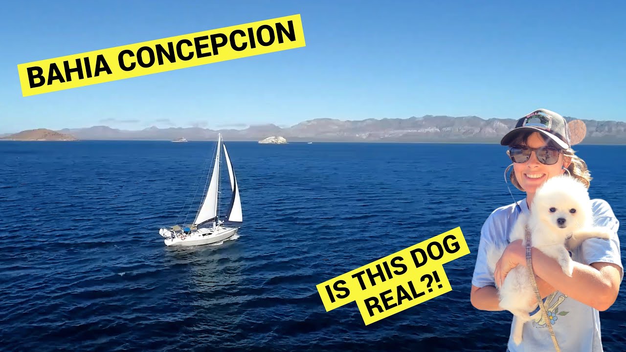Bahia Concepcion - Veterinary Sailing Expedition in Paradise : Chuffed ...