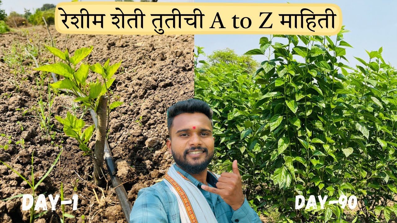रेशीम शेती | तुतीची A टू Z माहिती | Reshim Sheti In Marathi | Reshim ...