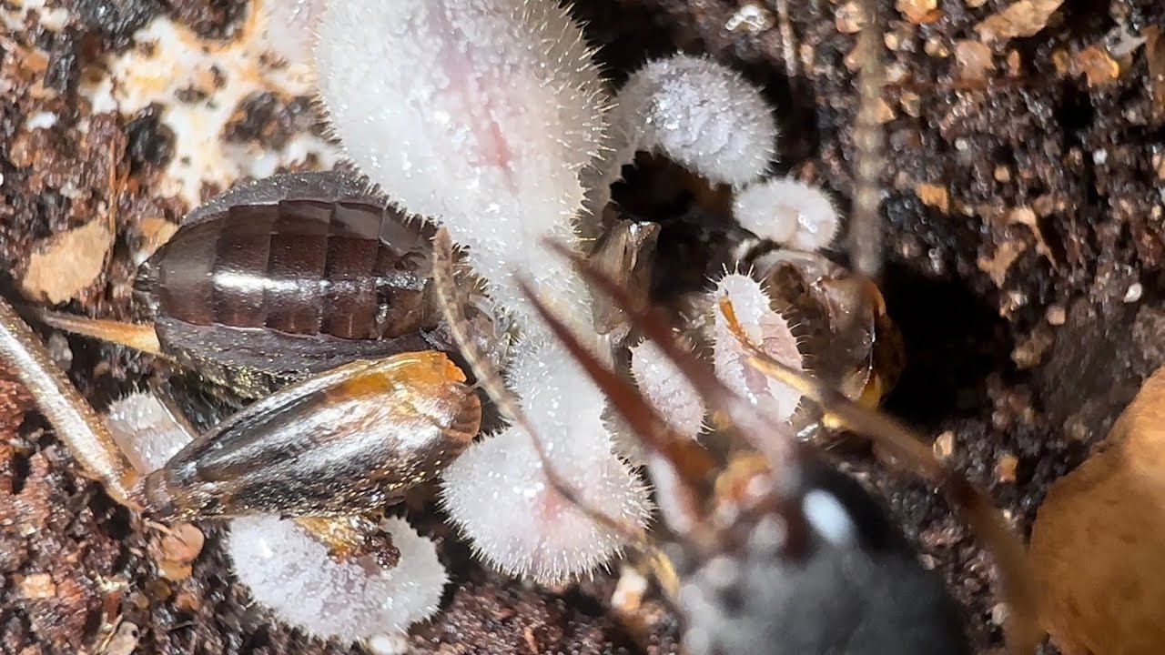 Primitive jumping ants update! - harpegnathos venator - YouTube