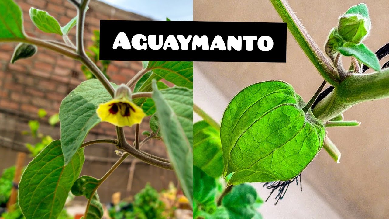 COMO CULTIVAR AGUAYMANTO en maceta 📦🌱🇵🇪 [ Physalis - uchuva ] PROCESO ...