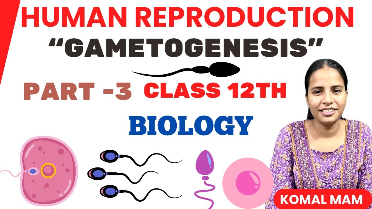 GAMETOGENESIS | HUMAN REPRODUCTION | PART-3 | CLASS 12th BIOLOGY | CBSE ...