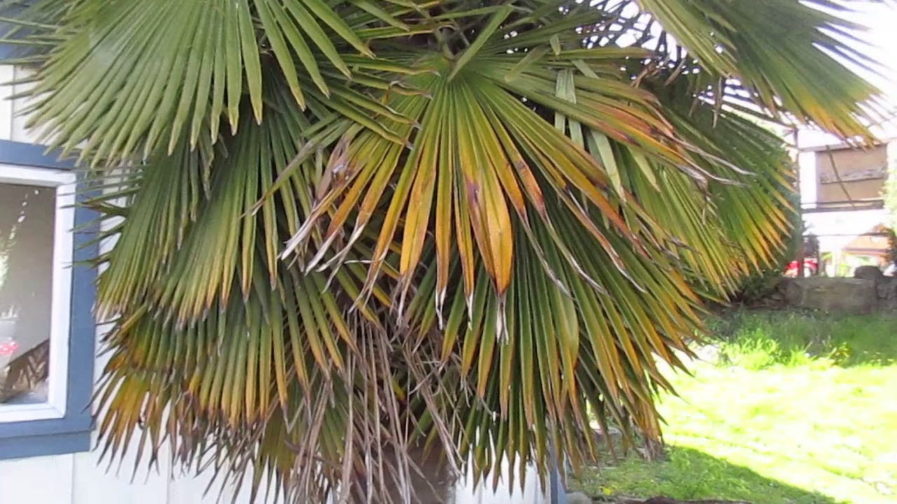 How the Perfect Trachycarpus fortunei Palm should look - YouTube