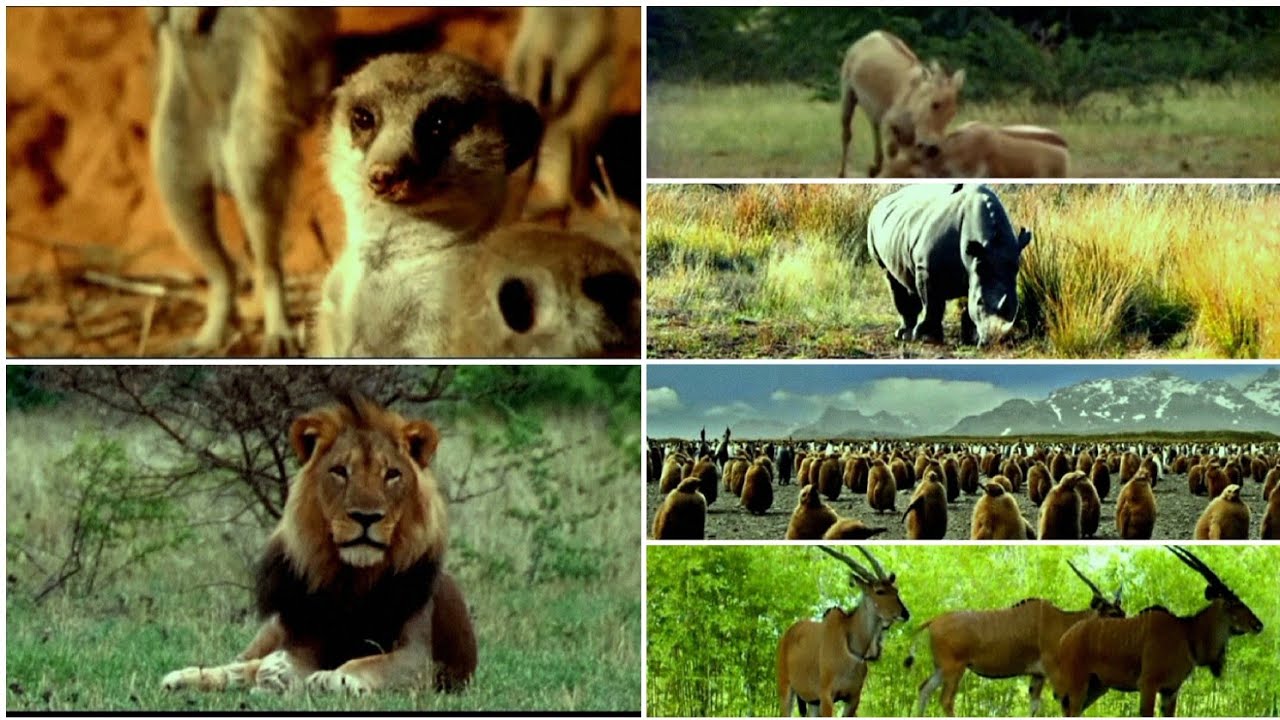 hewan71~BERMACAM-MACAM HEWAN (animals, binatang) - YouTube