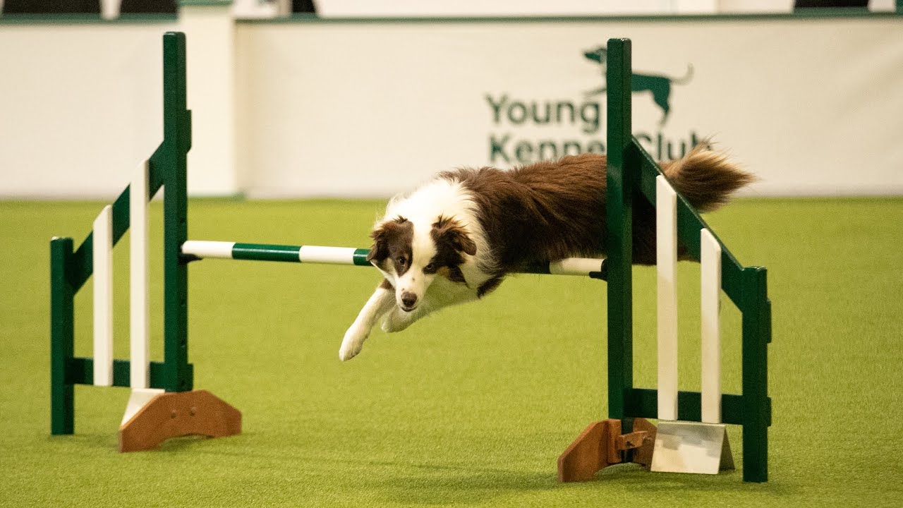 Crufts 2023 - YKC Graduate Agility - 1st Place - YouTube