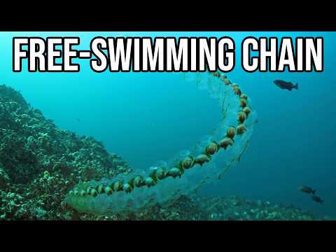 What Exactly is: Salp | The Perplexing Gelatinous Chain