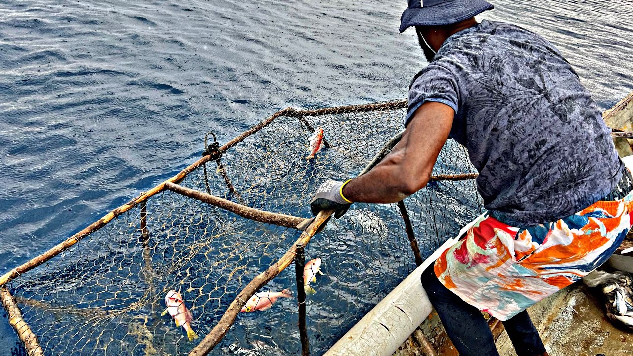 Snapper Fish Pot Fishing in Heavy Rain! - YouTube