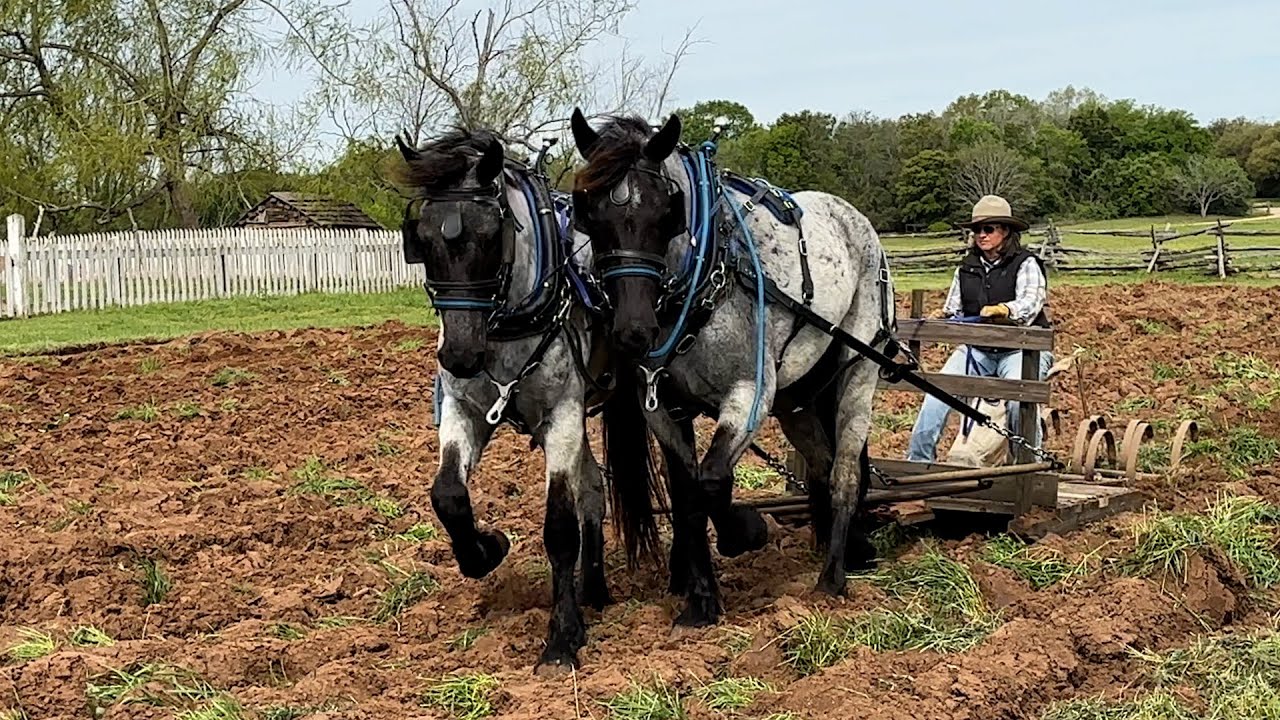 Barrington Plantation Field Work Day Two - YouTube