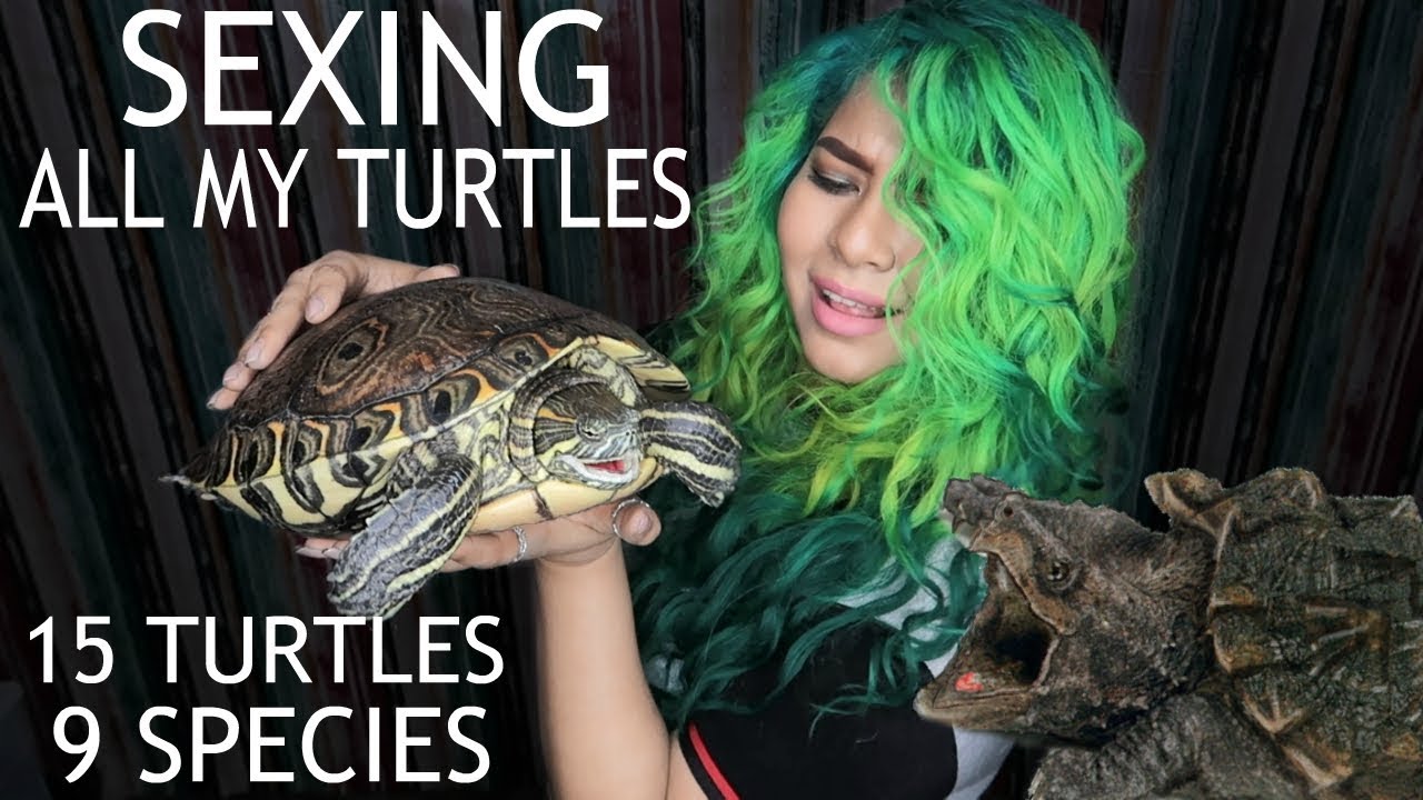 SEXING ALL MY 15 TURTLES! *RARE EXOTICS INCLUDED* (HOW TO) - YouTube
