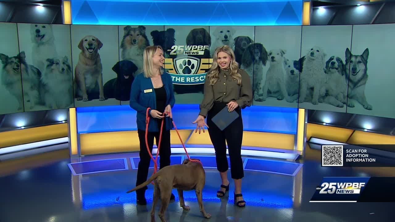 Dog recovers from being semi-paralyzed, waiting in Treasure Coast ...