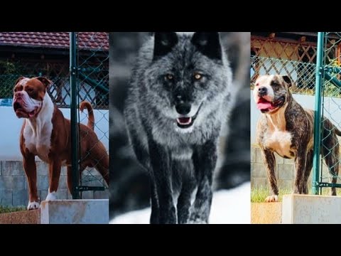 KÖPEKLERİMLE KURTLARIN MEKANINA GİTTİK. (KURTMU KÖPEKMİ)