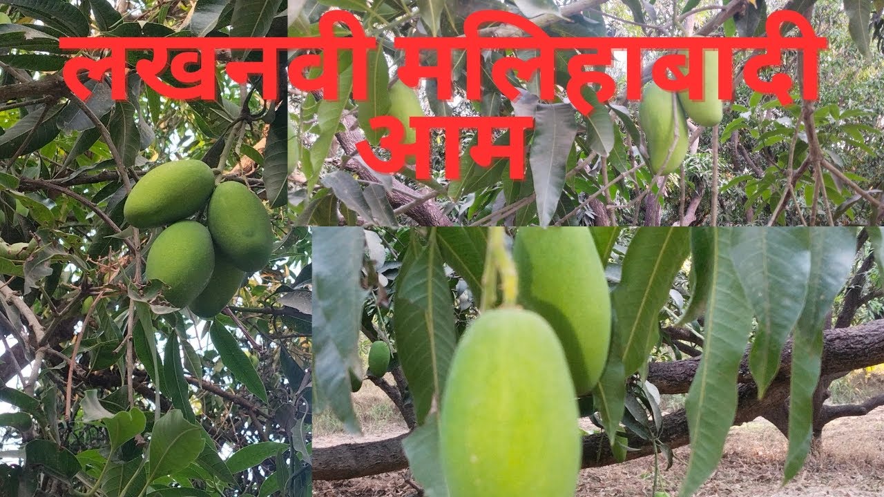 मलिहाबादी लखनवी आम|Lakhnavi Malihabadi Mango - YouTube