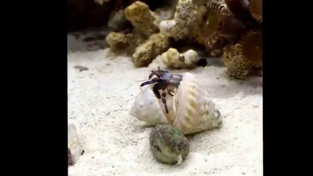 Blue leg changes shells - YouTube