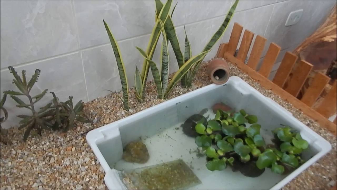 Mini lago - YouTube