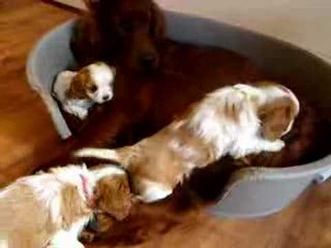 Cavalier King Charles & Irish Setter - Lilly, Poppy, Tia, - YouTube