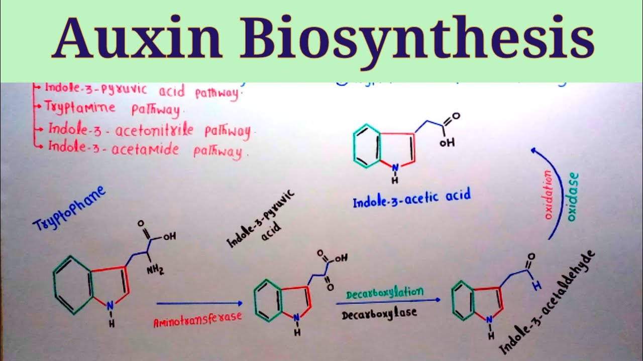 Biosynthesis Of Auxin In Plants | Lec. 25 | Plant Physiology - YouTube