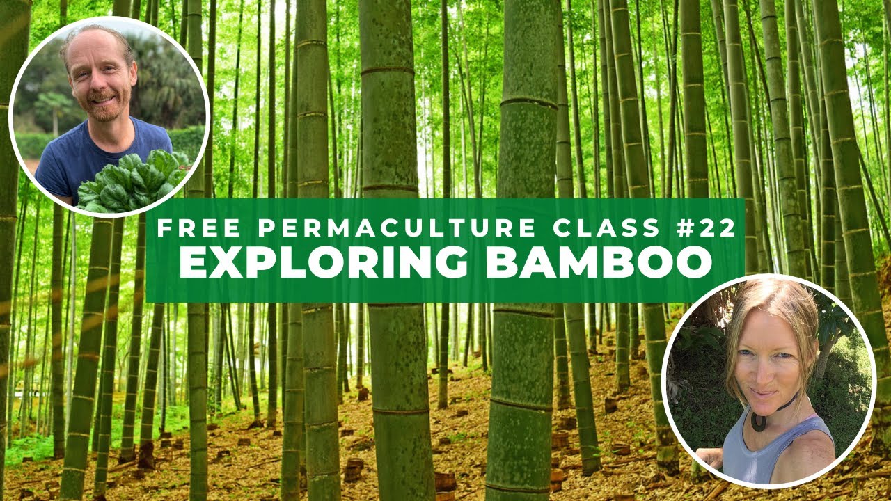 Free Permaculture Class #22 - Shanti Pierce - YouTube