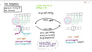 14-15 Introduction to Plant Homeostasis, Guard Cells & Stomata (Cambridge AS A Level Biology, 9700)