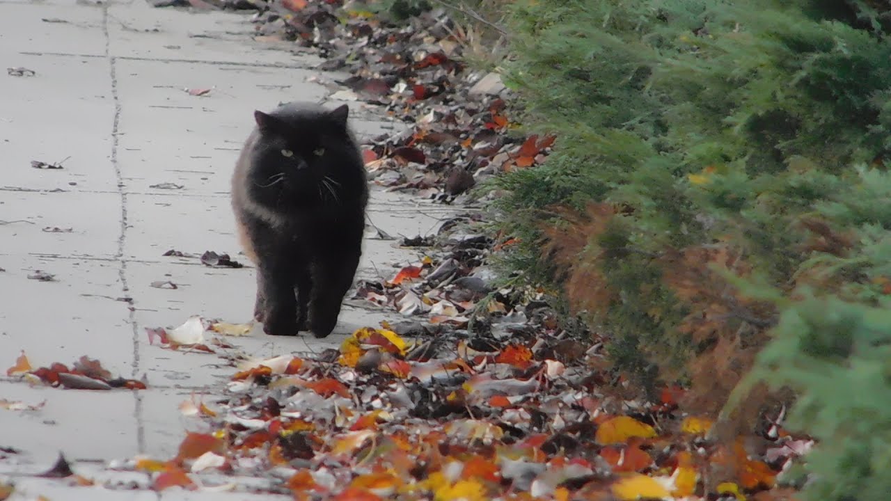 Speedy, Fluffy, Lucifer, RedTailed Hawks and Alviso Adobe Park ...