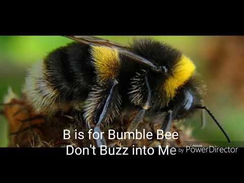 Puppy Preschool ABC Animal Song with Lyrics