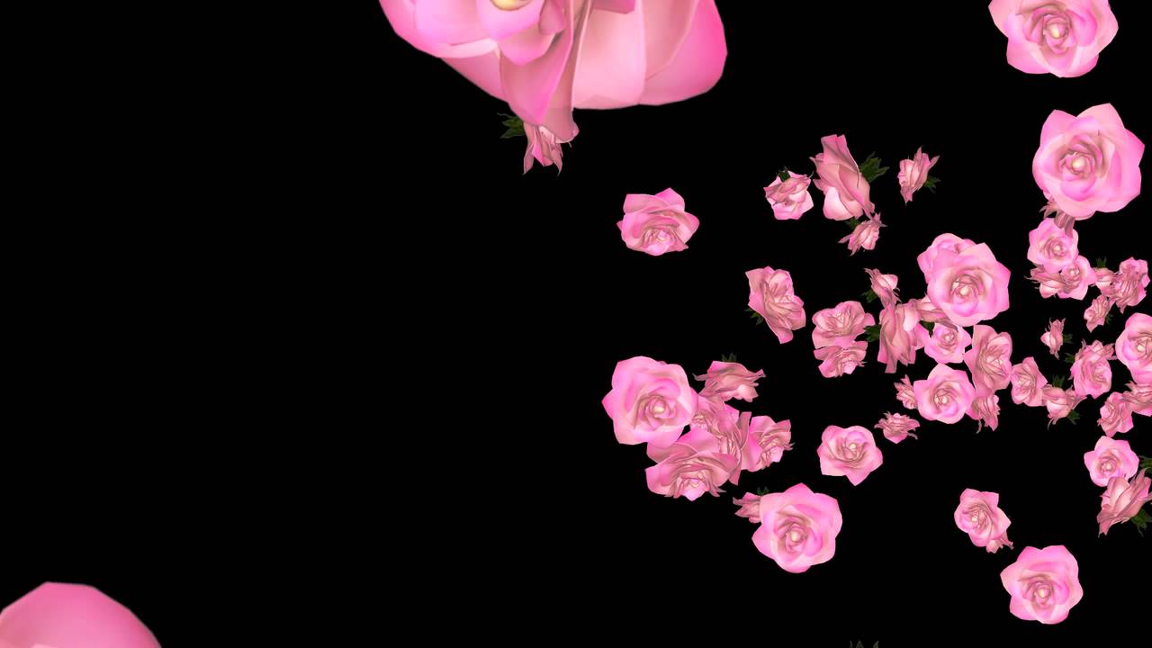 ROSES TR 4 PINK2 - YouTube