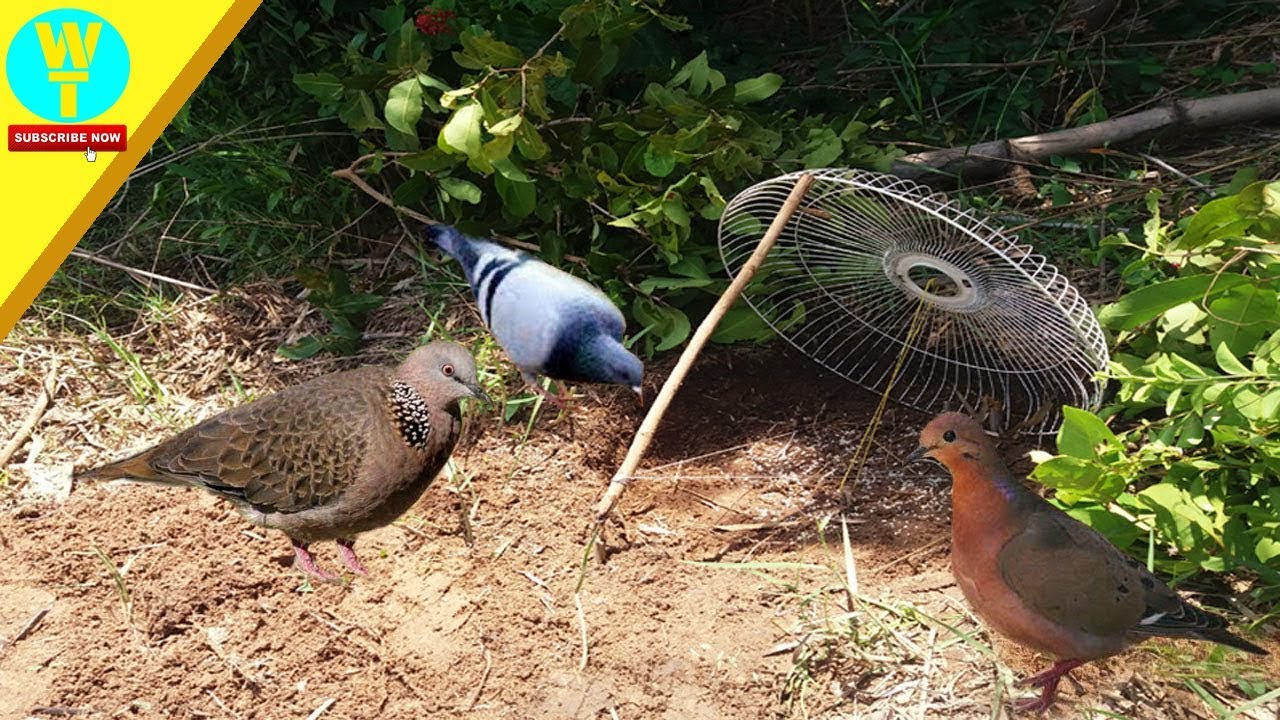 BELIEVE IT OR NOT Unique Bird Trap System The new Bird trap 2018 ...