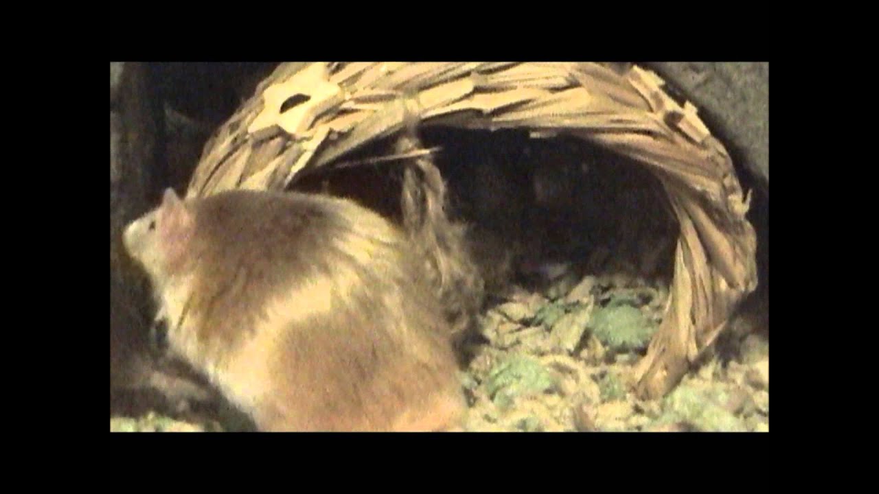 How an Alpha Mouse Operates - YouTube