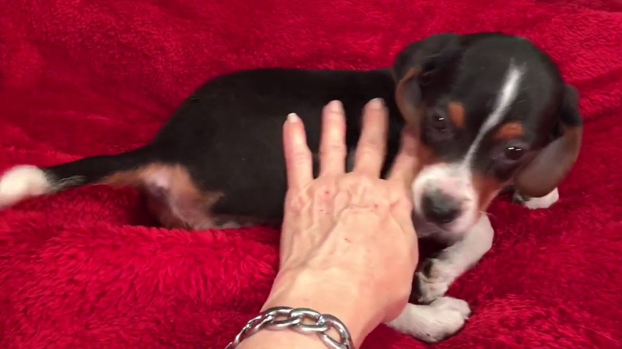 Regan, Queen Elizabeth Small Standard Pocket Beagle - YouTube