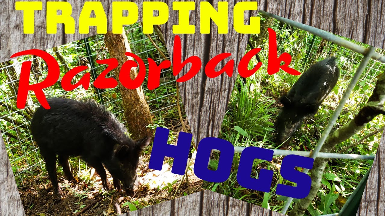 Trapping Wild Hogs in Louisiana! - YouTube