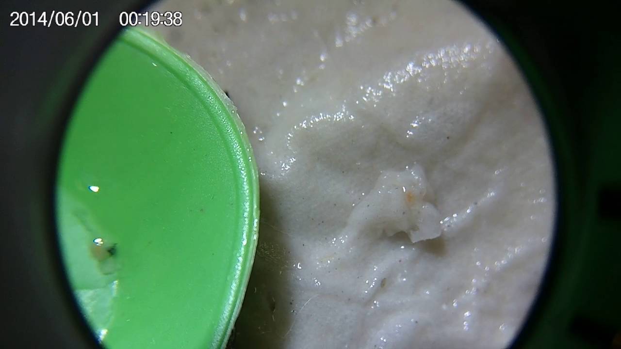 Parasites in wild Betta Fish Body. - YouTube