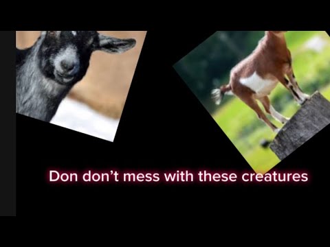Don’t mess with these creatures - YouTube