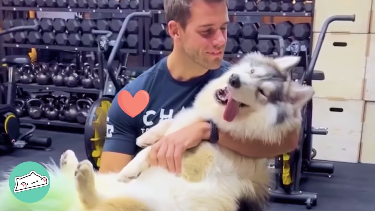 Husky Falls In Love With Fitness Coach And Demands ALL Attention ...