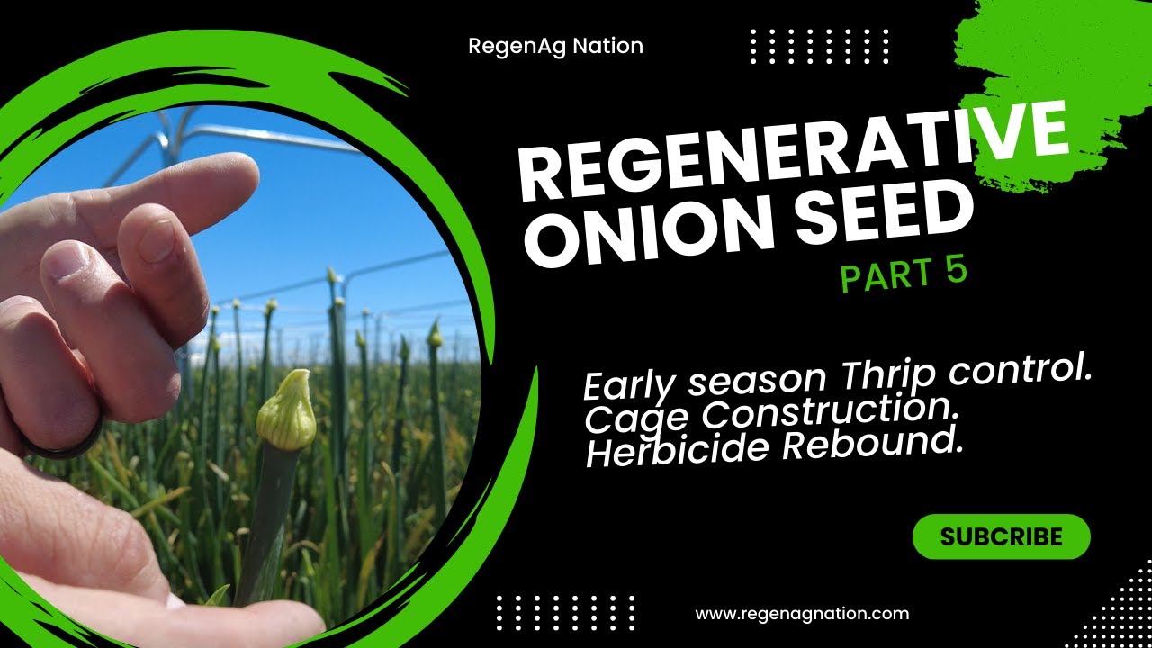 Growing Regenerative Onion Seed- Part 5: Thrip Control - YouTube