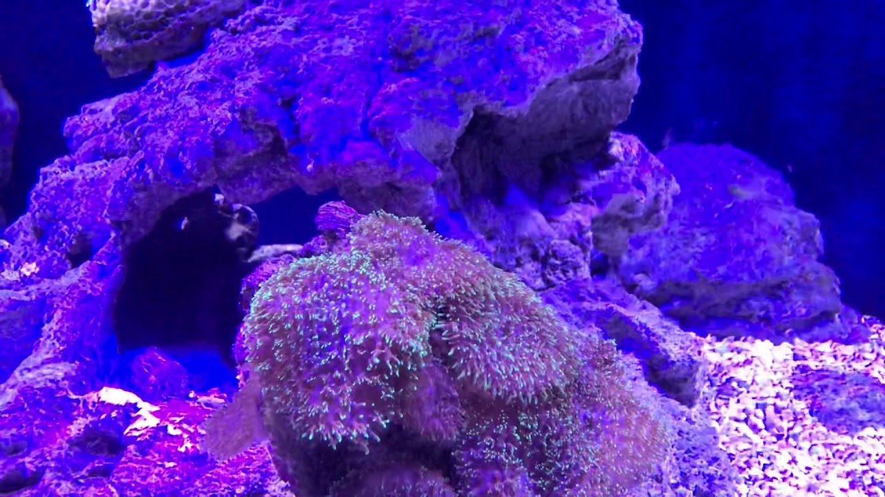 Nemo at inland city in China - YouTube