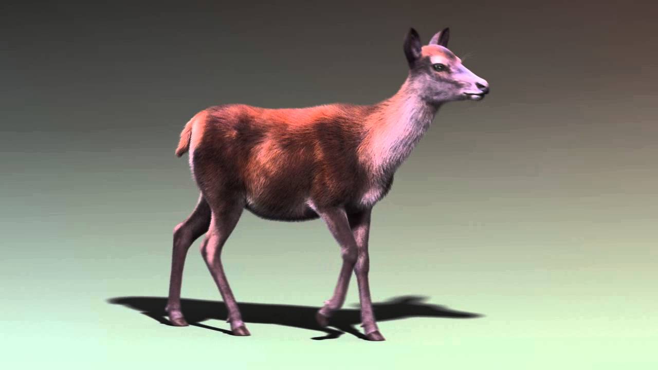 red doe walk cycle animation - YouTube