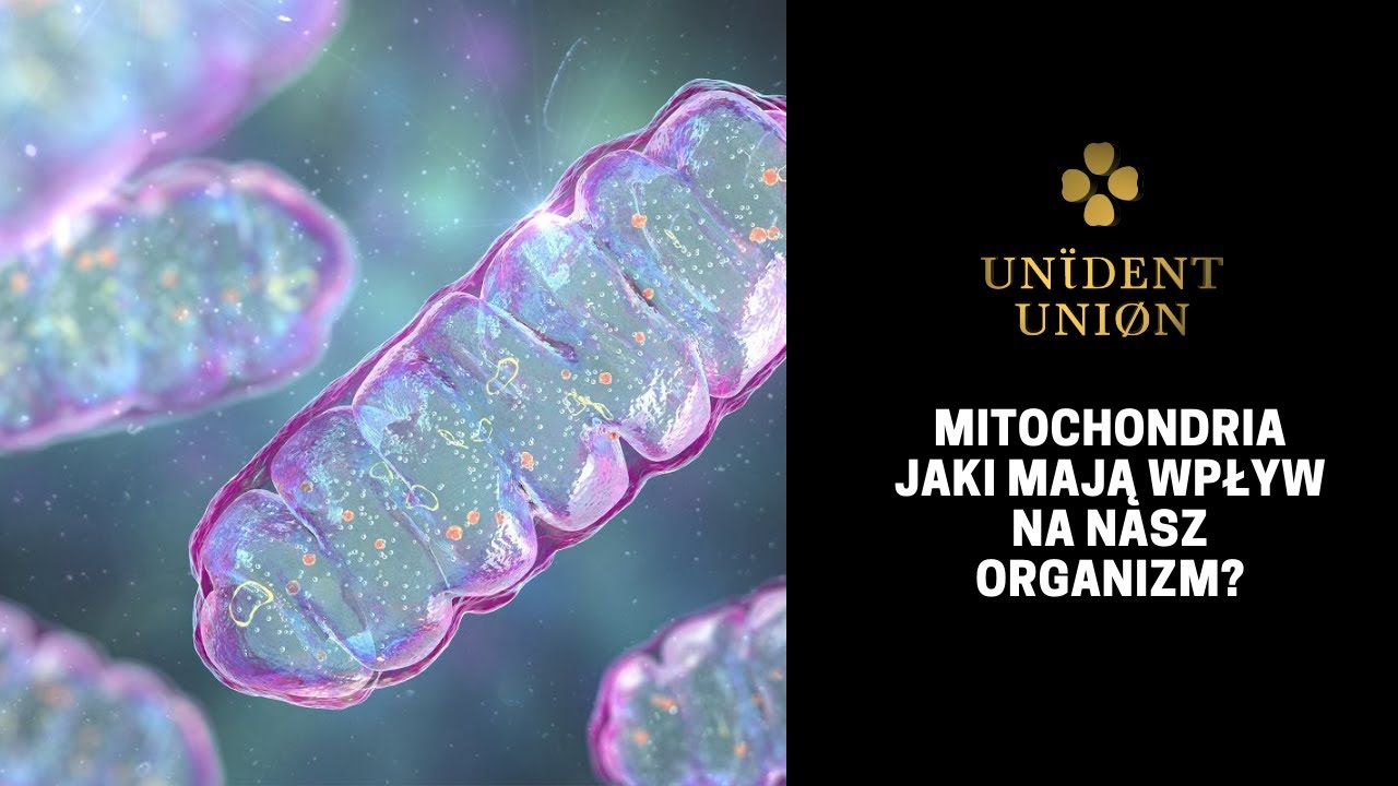 UNIDENT UNION MITOCHONDRIA IWONA WIERZBICKA - YouTube