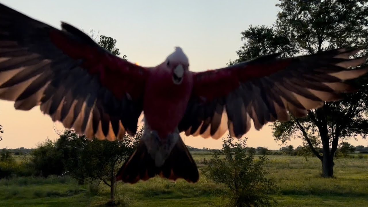 Outside at Sunset with Ruby our Rosebreasted Cockatoo with a little bit ...