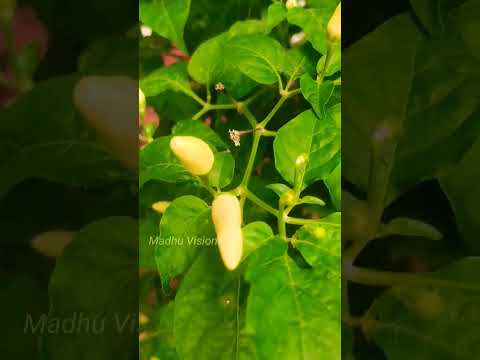 Gandhari Chilli plant | காந்தாரி மிளகாய் - YouTube