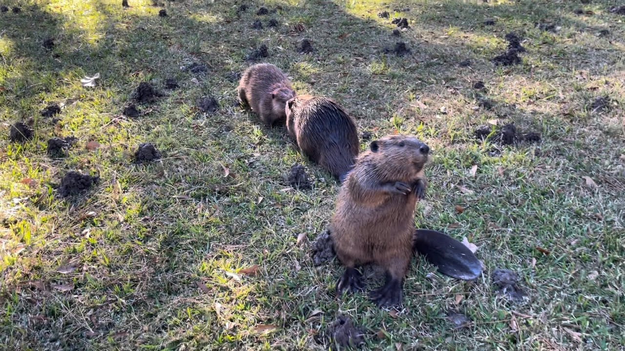Beavers taking a walk - YouTube