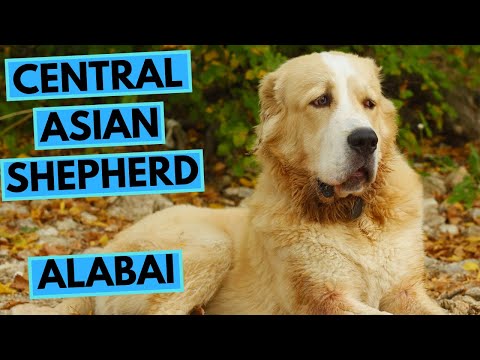 Alabai, a Central Asian Shepherd Dog: Information [Expert Opinion]