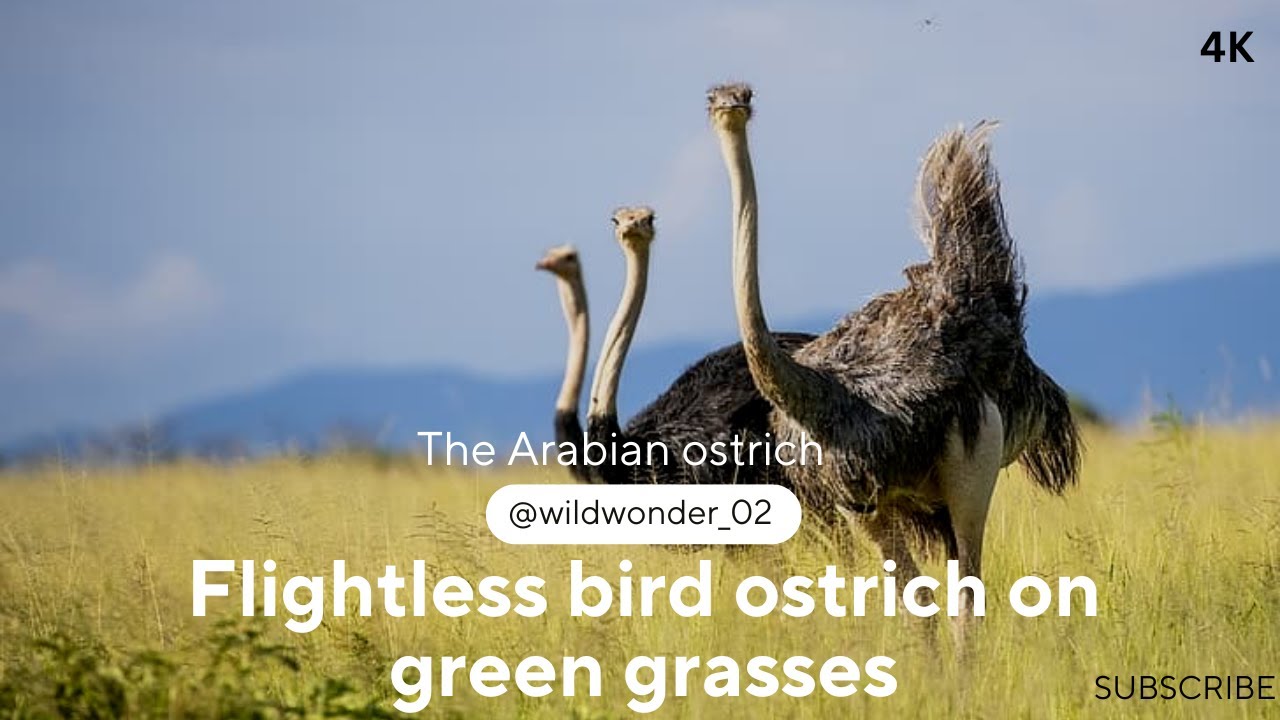 Flightless bird ostrich on green grasses | Wild Wonder | Animal - YouTube