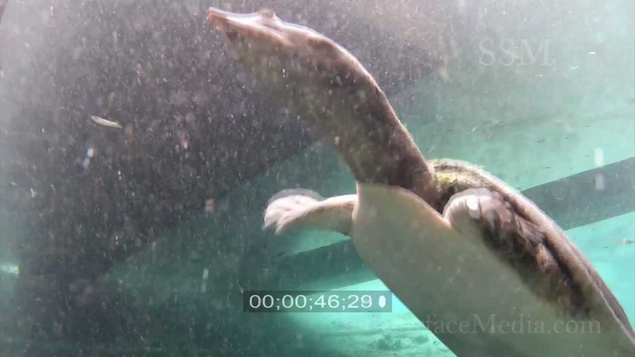 Florida Softshell Turtle Underwater HD #1 - YouTube