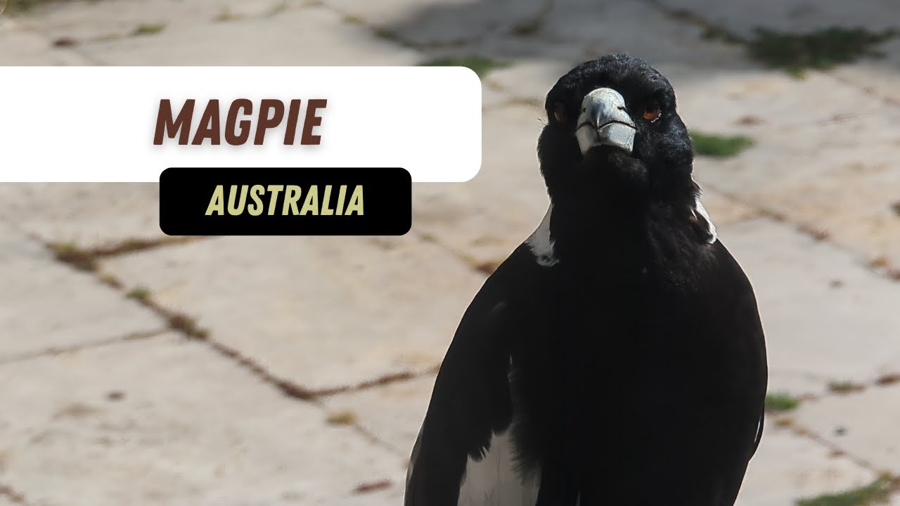 Magpie Is Staring At Me - YouTube