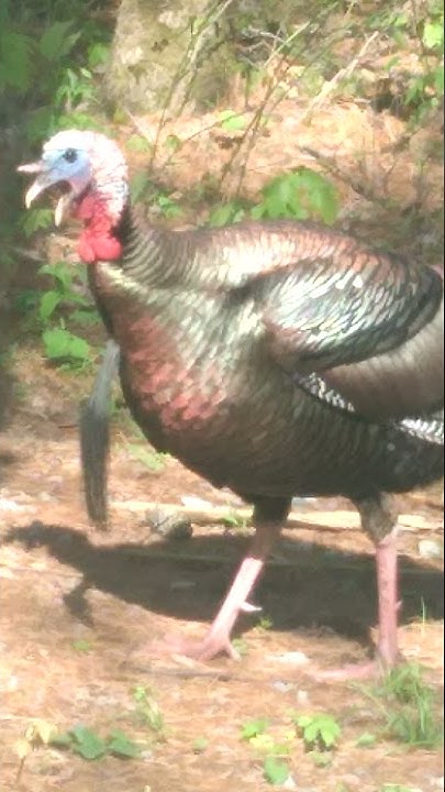 turkey Tommy - YouTube