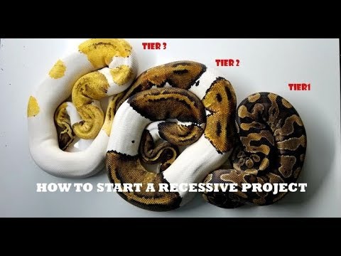 HOW TO START OFF A RECESSIVE BALL PYTHON PROJECT(OUR OPINION) - YouTube