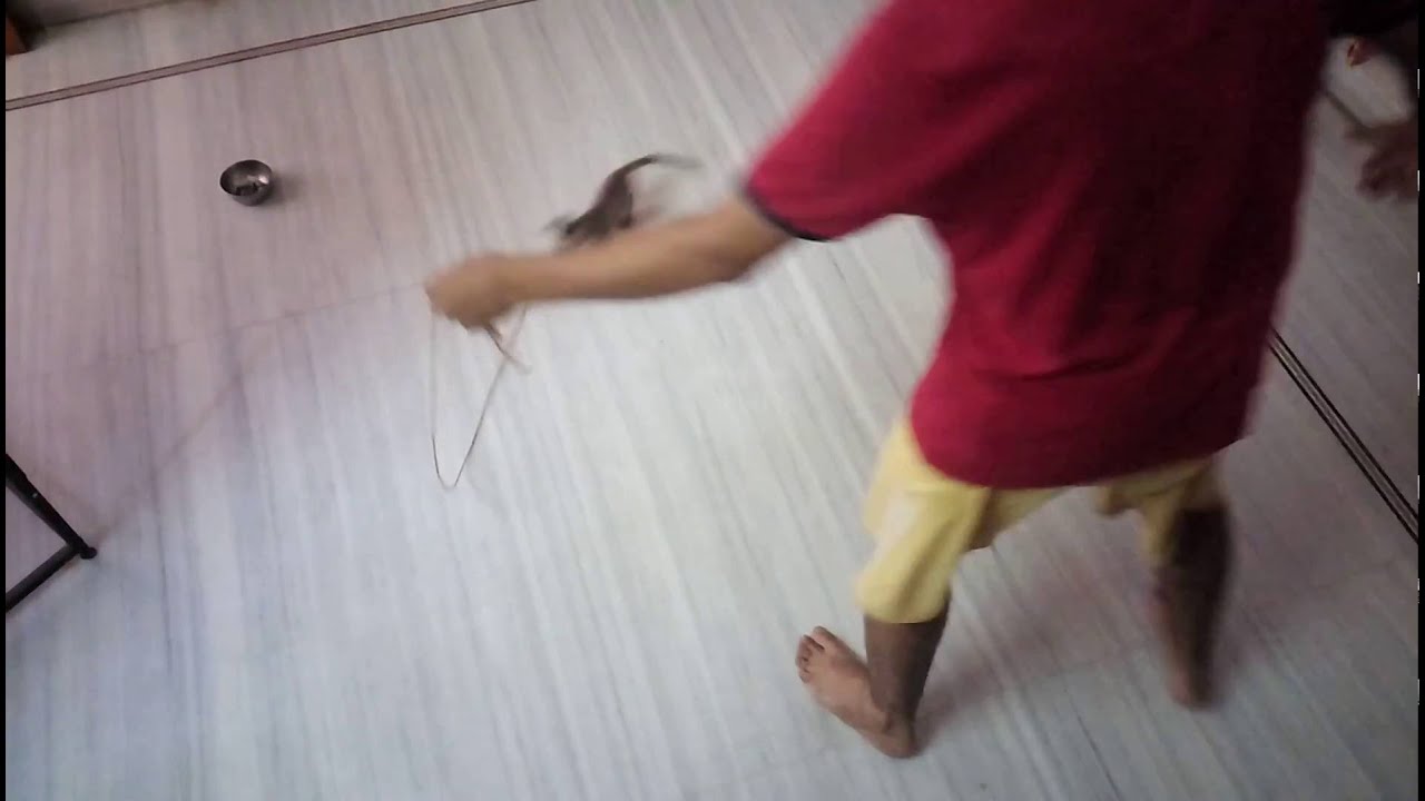 Funny Running Cat - YouTube