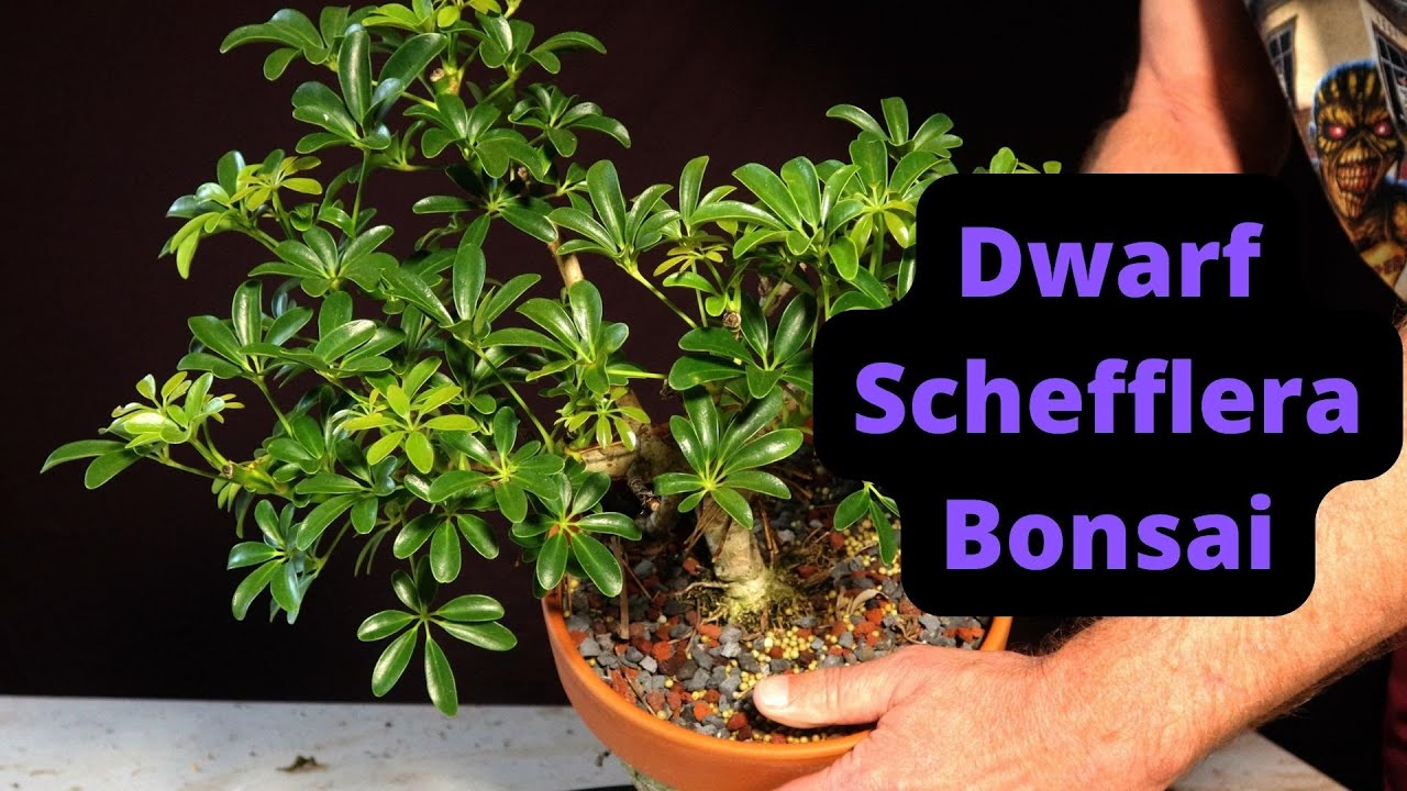 Dwarf Schefflera Arboricola Bonsai. Hawaiian Umbrella Plant. - YouTube