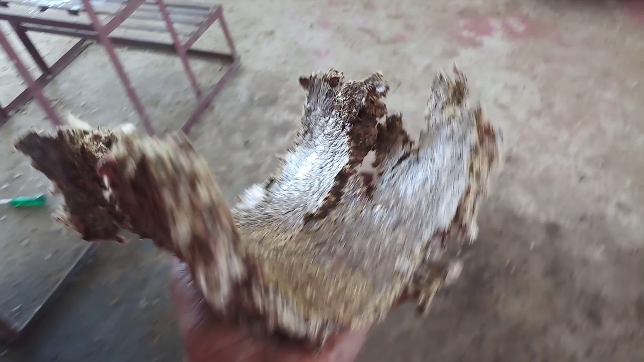 gopal steel & agro inds.by ashok sen cottion seed oil mill 2 expller ...