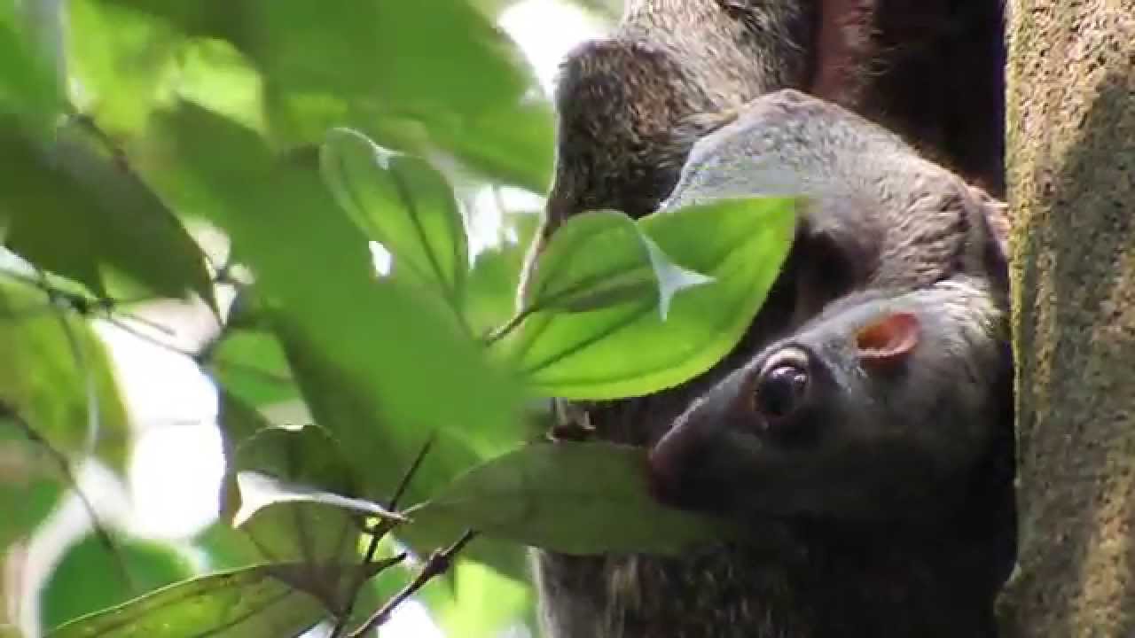 Colugo Baby (17Apr2014a) - YouTube