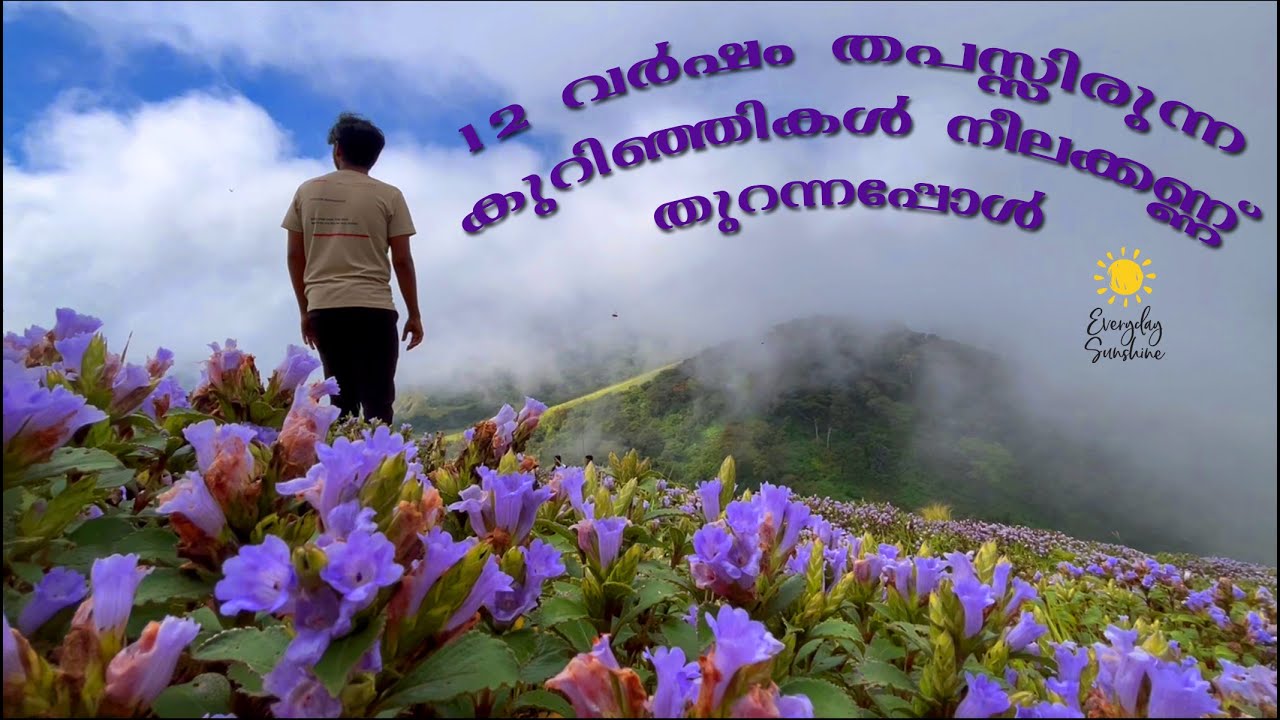Neelakurinji Flower Bloom in Kallipara Idukki | Travel Places in Kerala ...